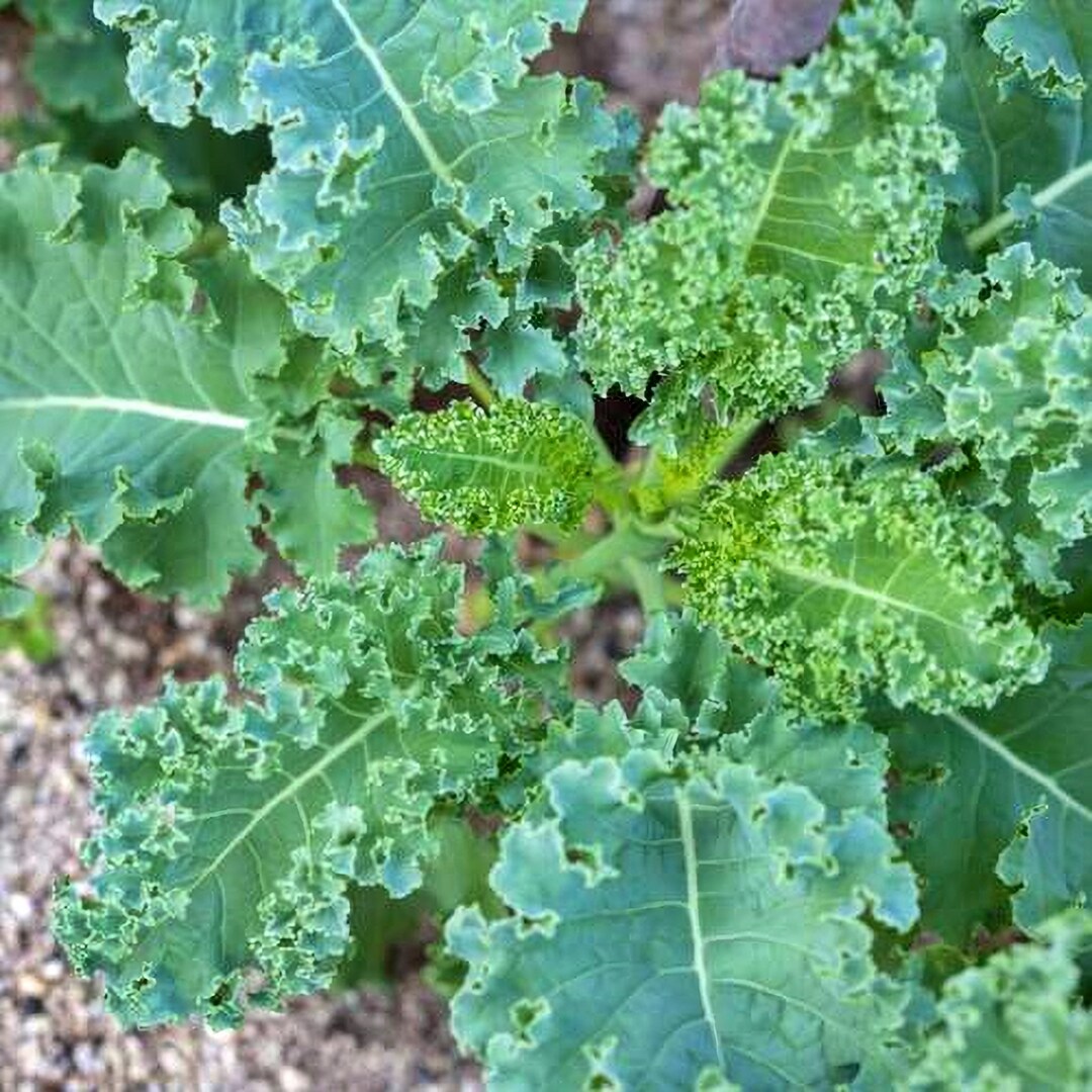 White Russian, Kale, Heirloom Seeds Open Pollinated Non-gmo Ideal for ...