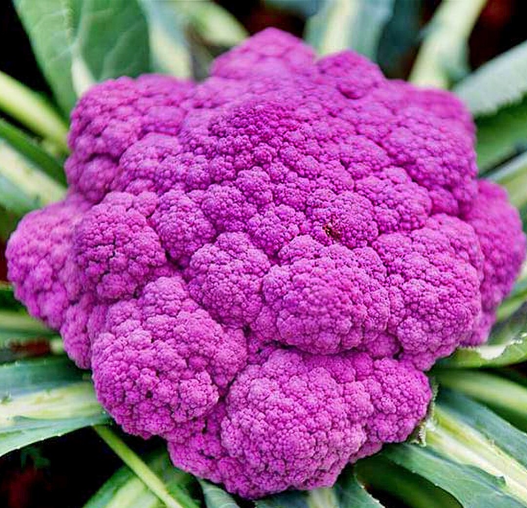 Purple of Sicily, Cauliflower, Heirloom Seeds Open Pollinated Container ...