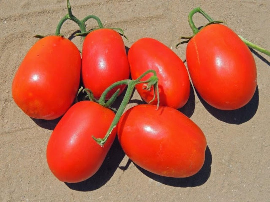 Rio Grande Tomato 30 Heirloom Seeds Seeds High Yields - Etsy