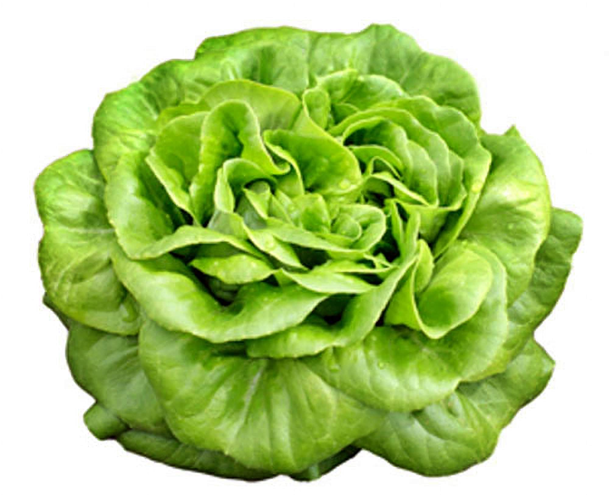 Head Of Lettuce
