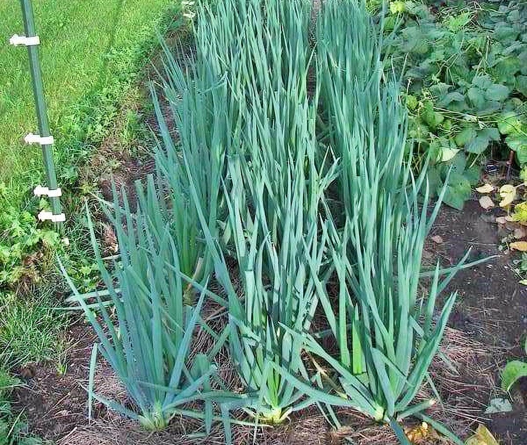 Heshiko Bunching Onion Seeds: Japanese Heirloom Non-gmo, Open ...