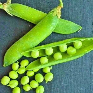 Thomas Laxton, Peas, Heirloom Garden Seeds High Yielding Tender Sweet ...