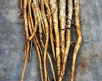 Chiko Burdock Seeds - Selected for Growing in the Heat of Florida and ...