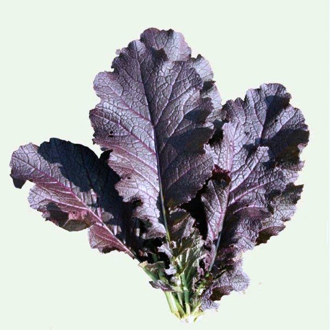 Jeok Gat Mustard Seeds - Heirloom Purple Leaves, Spicy and Tender - Etsy