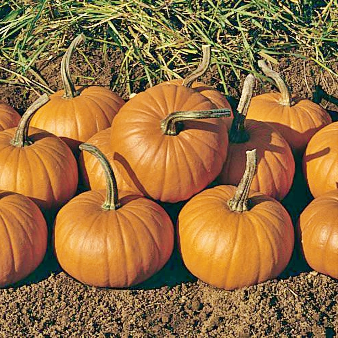 Baby Bear, Pumpkin, Heirloom Seeds, Mini Pumpkin Natural- 15+ Seeds ...