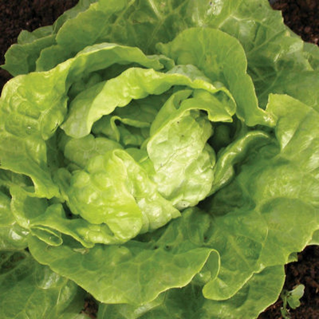 Tom Thumb, Lettuce, Heirloom Garden Seeds Naturally Grown Open ...