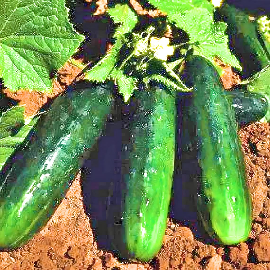 Spacemaster 80 Cucumber Seeds: Compact Bush for Small Spaces - Etsy