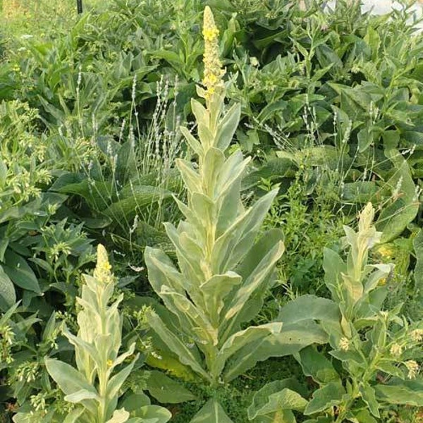 Mullein Plant - Etsy