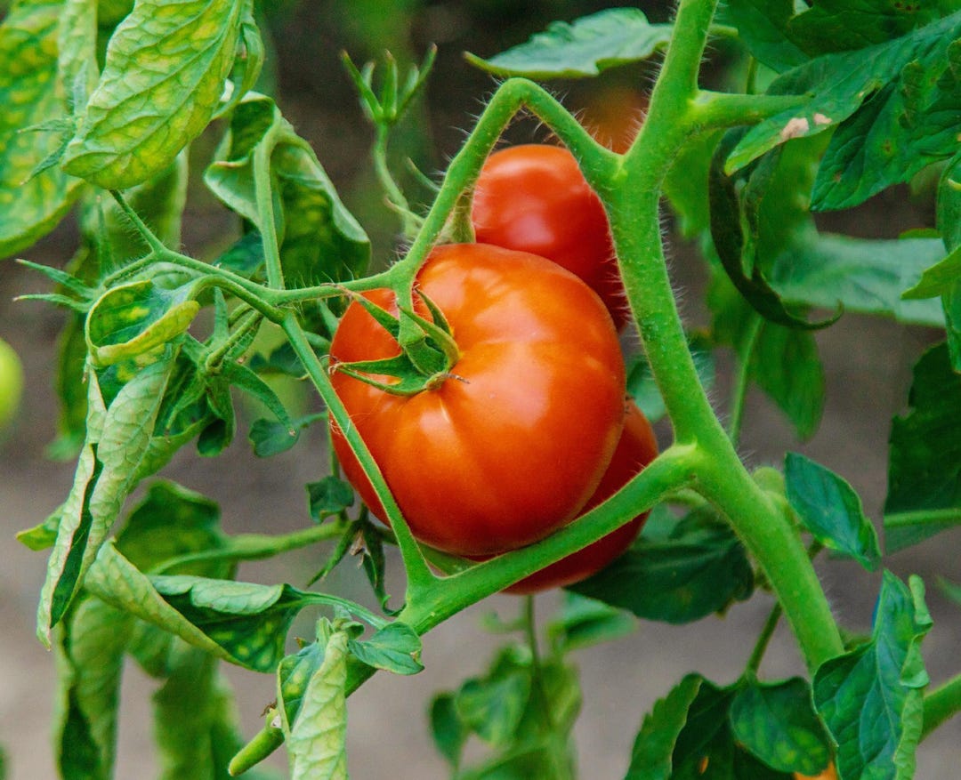 Fireworks, Heirloom Tomato Seeds: Compact Bush, Non-gmo Container ...