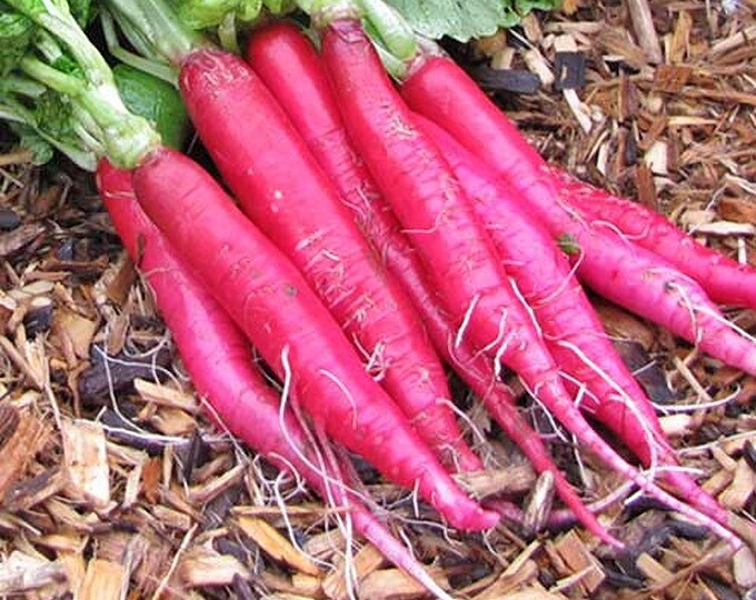 Heirloom Red Rats Tail Radish Seeds - Non GMO - Vegetable Gardening ...