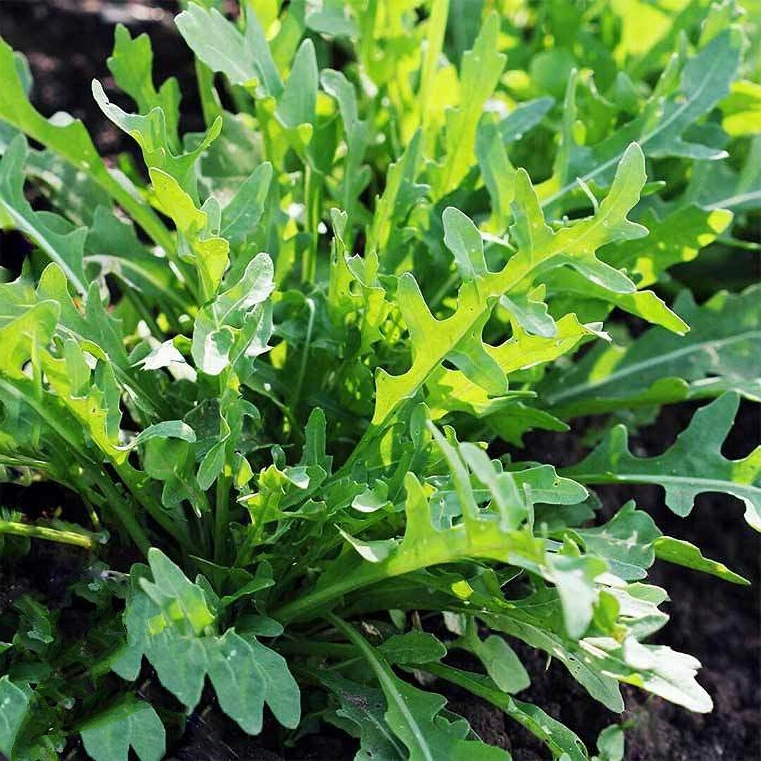 Wild Arugula, Heirloom Garden Seeds Fast-growing Cool Season Salad ...