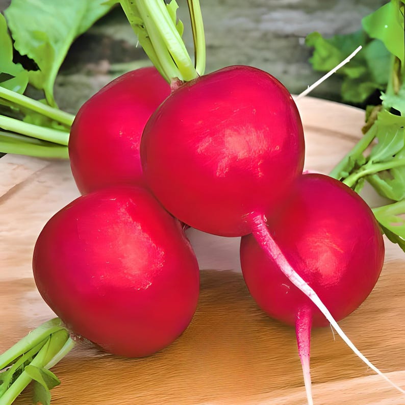 German Giant Radish Seeds: Sweet, Baseball-sized Roots - Etsy