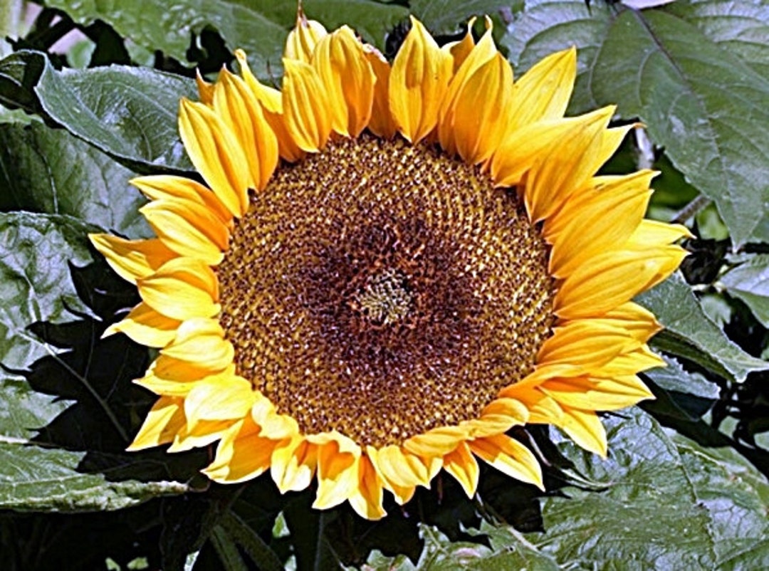 Sunspot Dwarf Sunflower Herb Heirloom Garden Seeds Open Pollinated ...