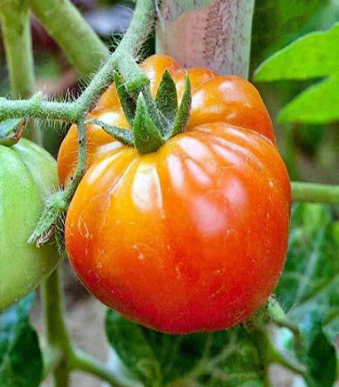 Tomato Old German Heirloom Garden Seeds Rare Vegetable - Etsy