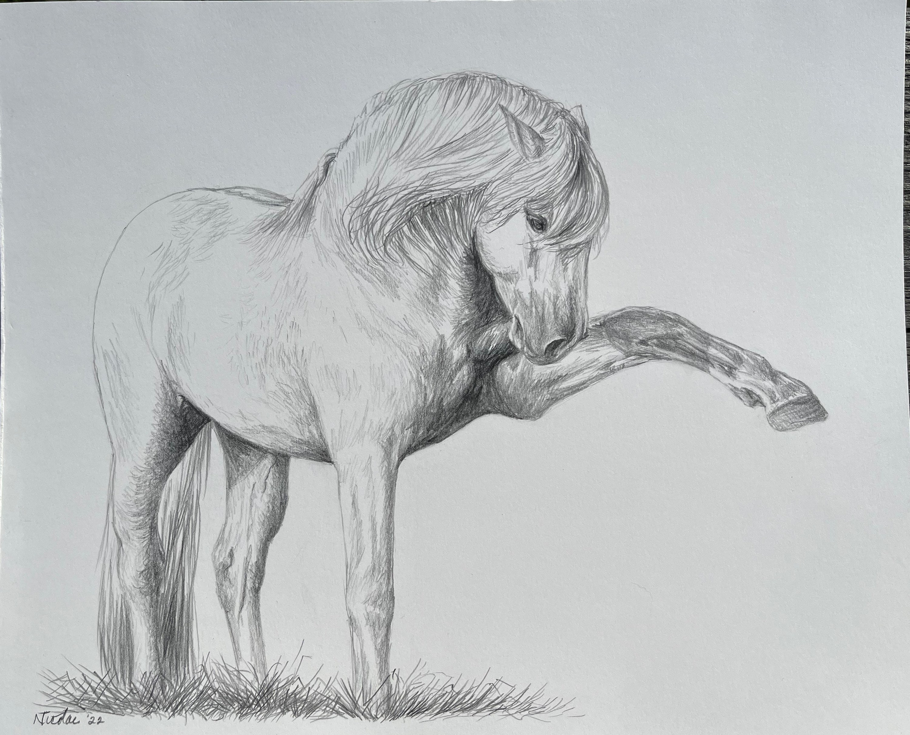 Horse Sketches And Drawings