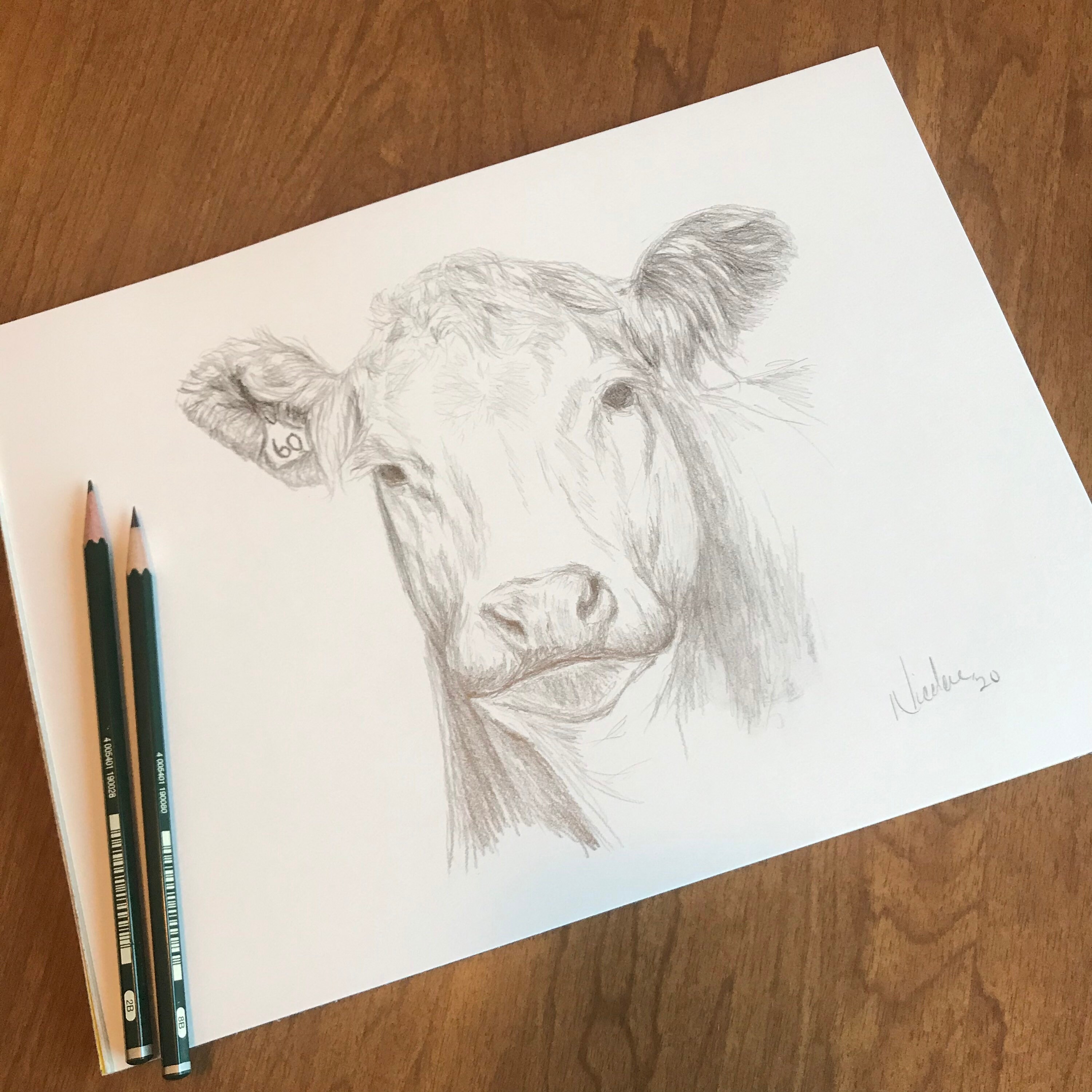 Cow Pencil Drawing