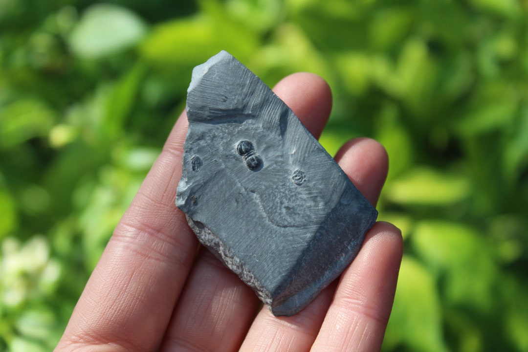 Tiny Fossil Perfect for Beginner Fossil Collectors or Kids - Etsy