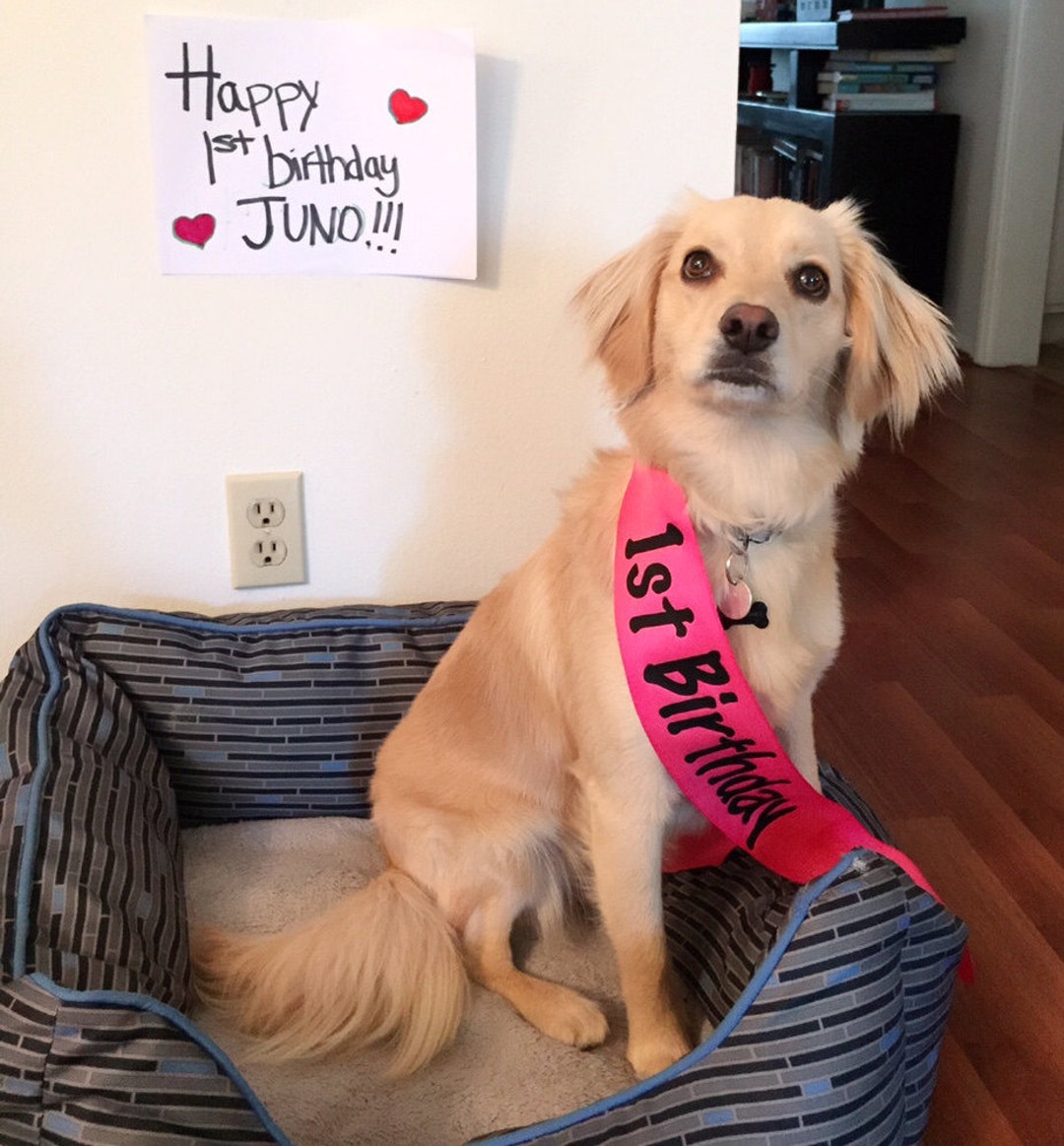 Pet Sash - Dog Sash - Pet Birthday - Dog Birthday - Custom Sash - Etsy