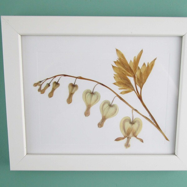 White Bleeding Heart - Etsy