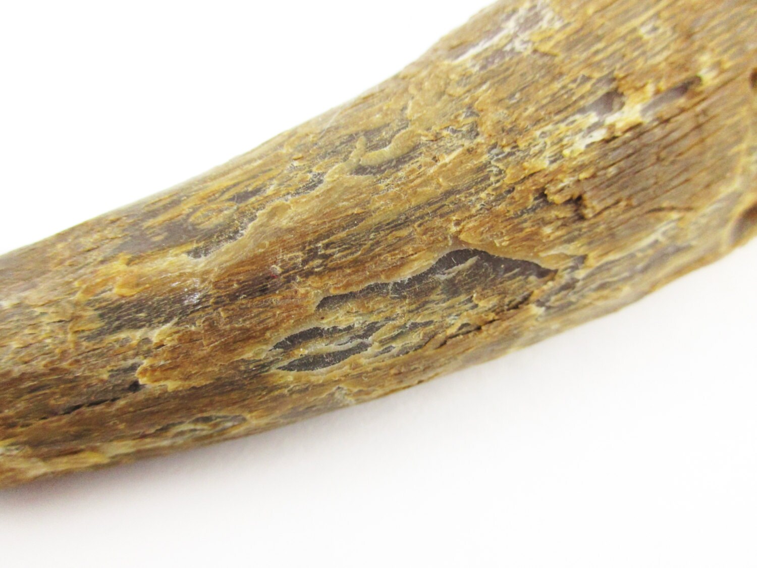 Powder Horn Antique for a Hunter or Historian Powderhorn | Etsy