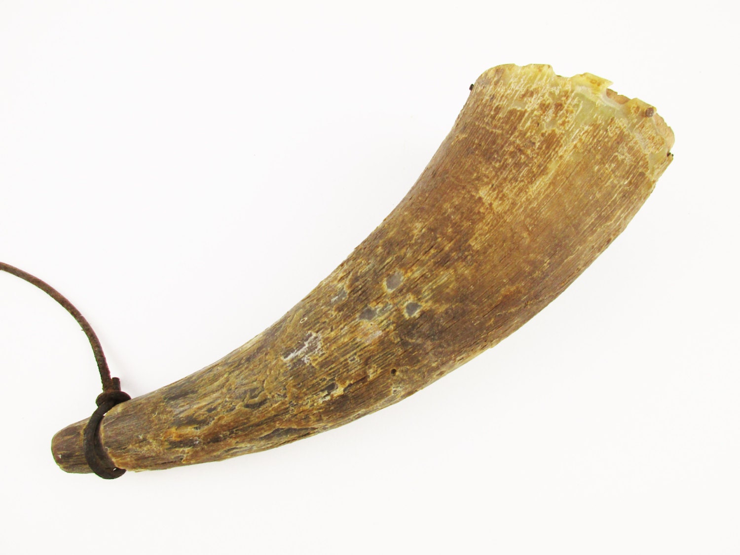 Powder Horn Antique for a Hunter or Historian Powderhorn | Etsy