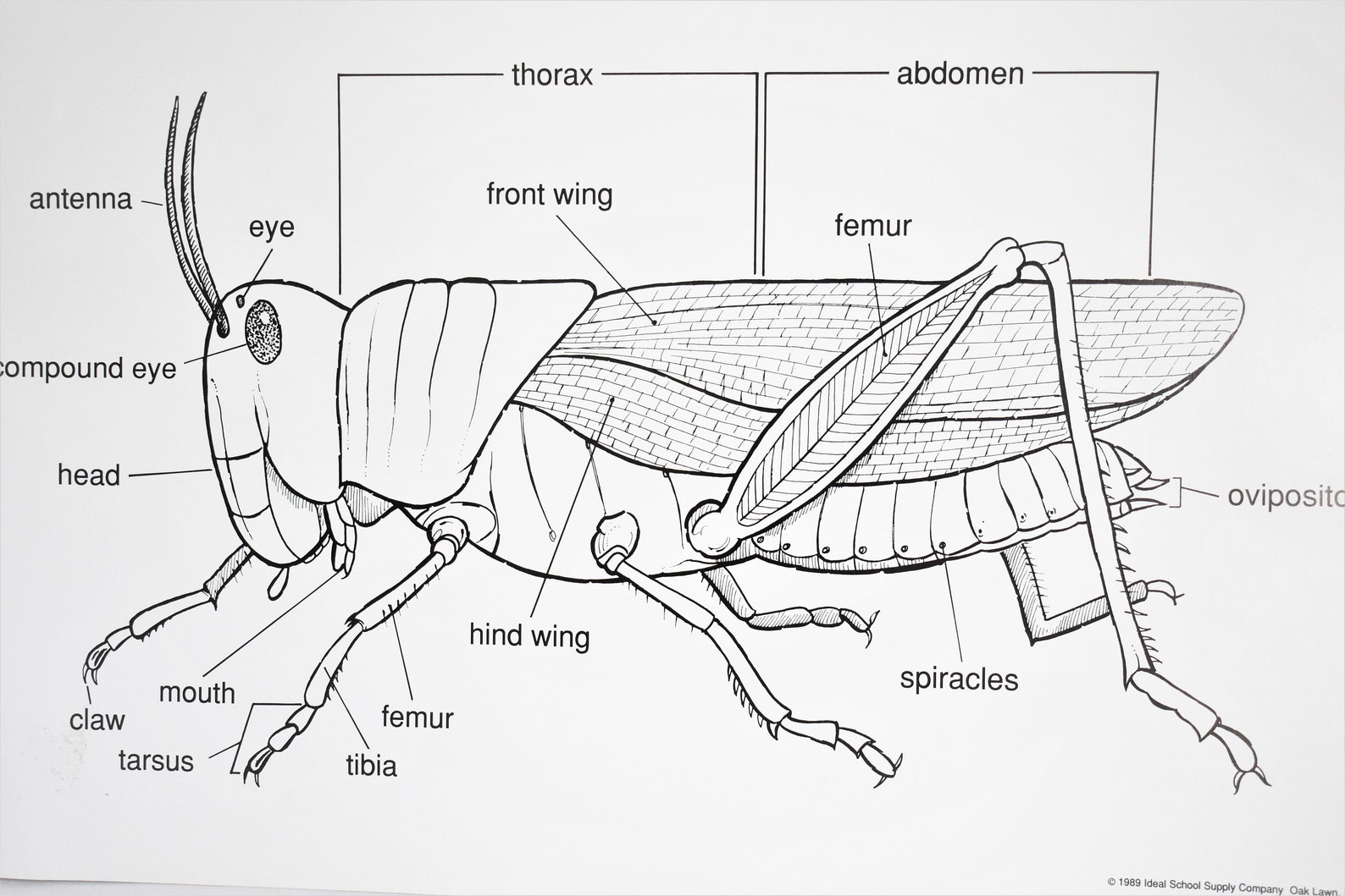 Vintage School Chart Grasshopper School Chart Original - Etsy