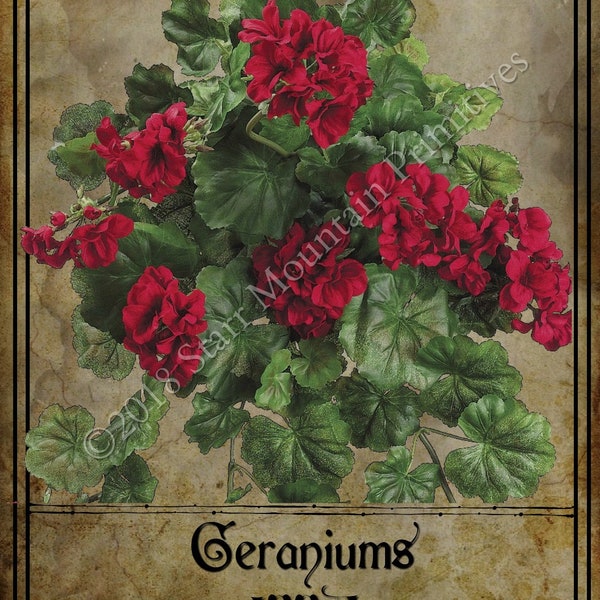Geranium Print - Etsy