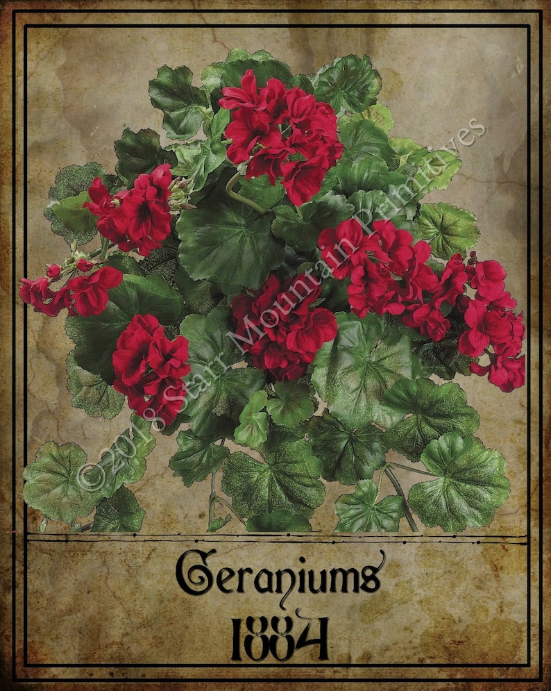 Primitive Geranium Geraniums Flower Print Sign Jpeg Digital Image ...