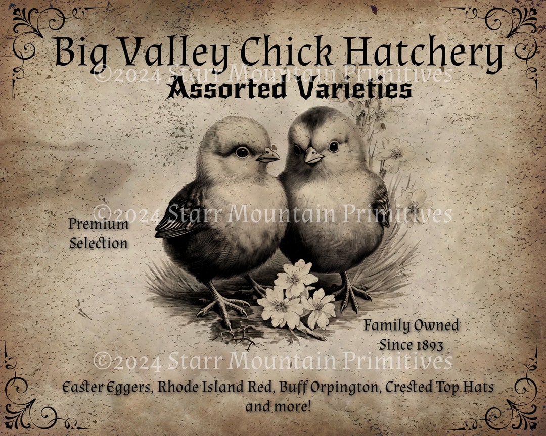 Primitive Vintage Chick Hatchery Chicken Printable Jpeg 300 DPI Digital ...