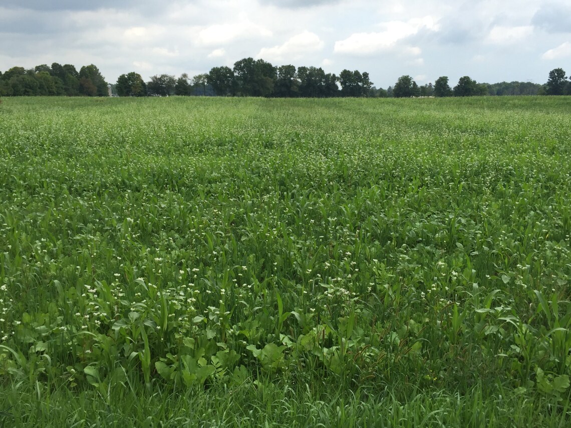 Buckwheat Honey Ohio Rich and Dark - Etsy