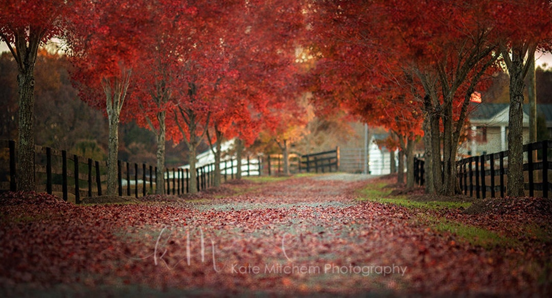 Digital Background of Fall Tree-lined Road - Etsy