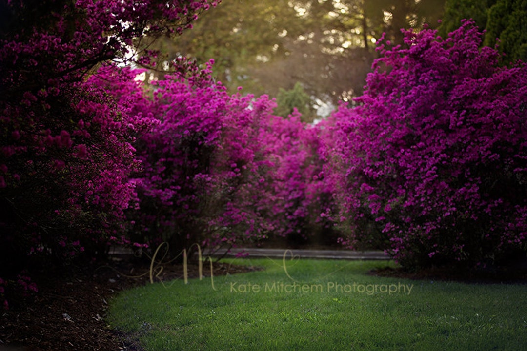 Digital Background Spring Garden - Etsy