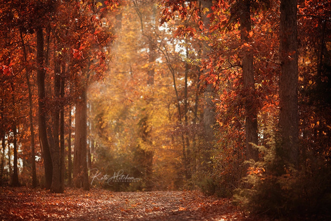 Fall Pathway to Light, Digital Background - Etsy