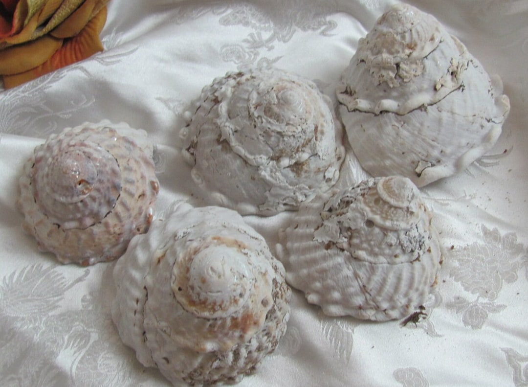 Wavy Turban Shell Natural Megastraea Undosa // Pacific Beach Southern ...