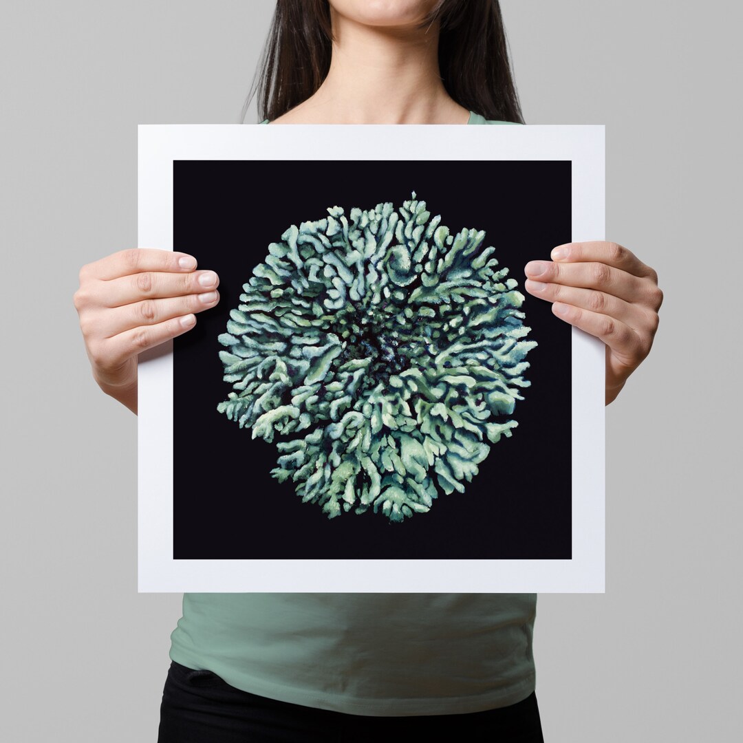 Diploicia Canescens Lichen Print - Etsy