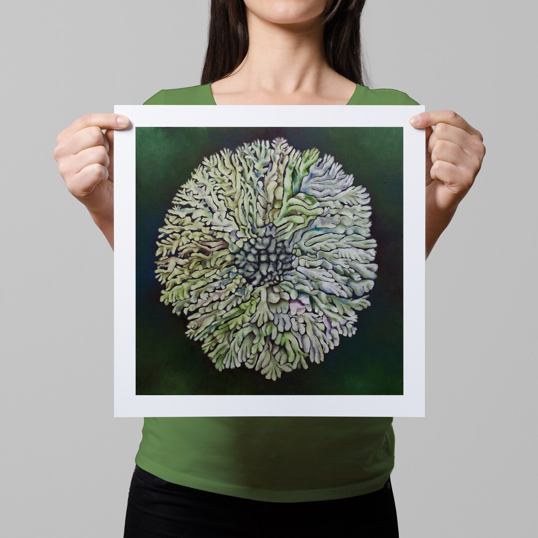 Physcia Lichen Print - Etsy