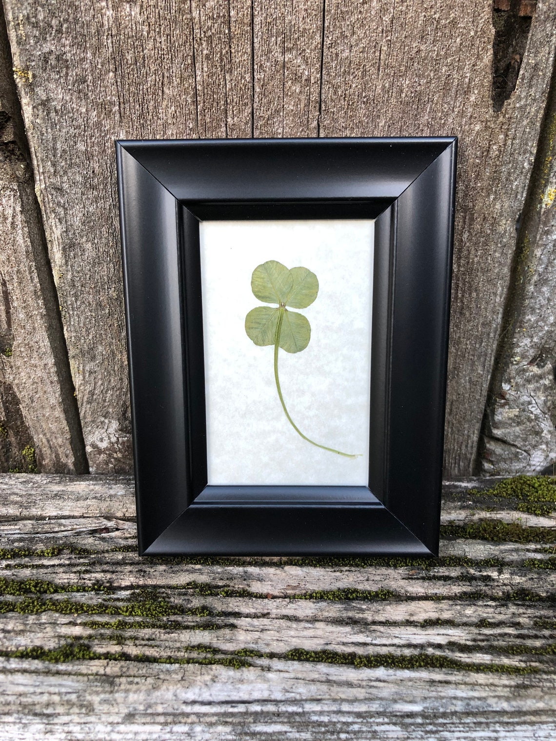 Genuine Four Leaf Clover Framed - Etsy