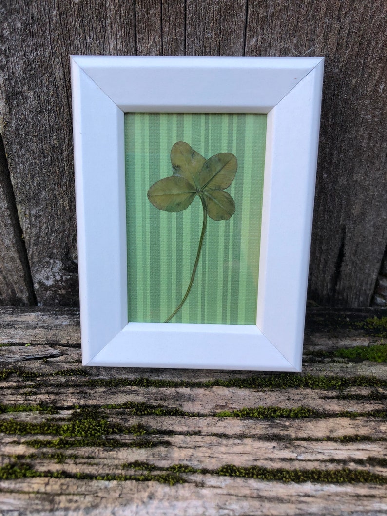 Genuine Four Leaf Clover Framed - Etsy
