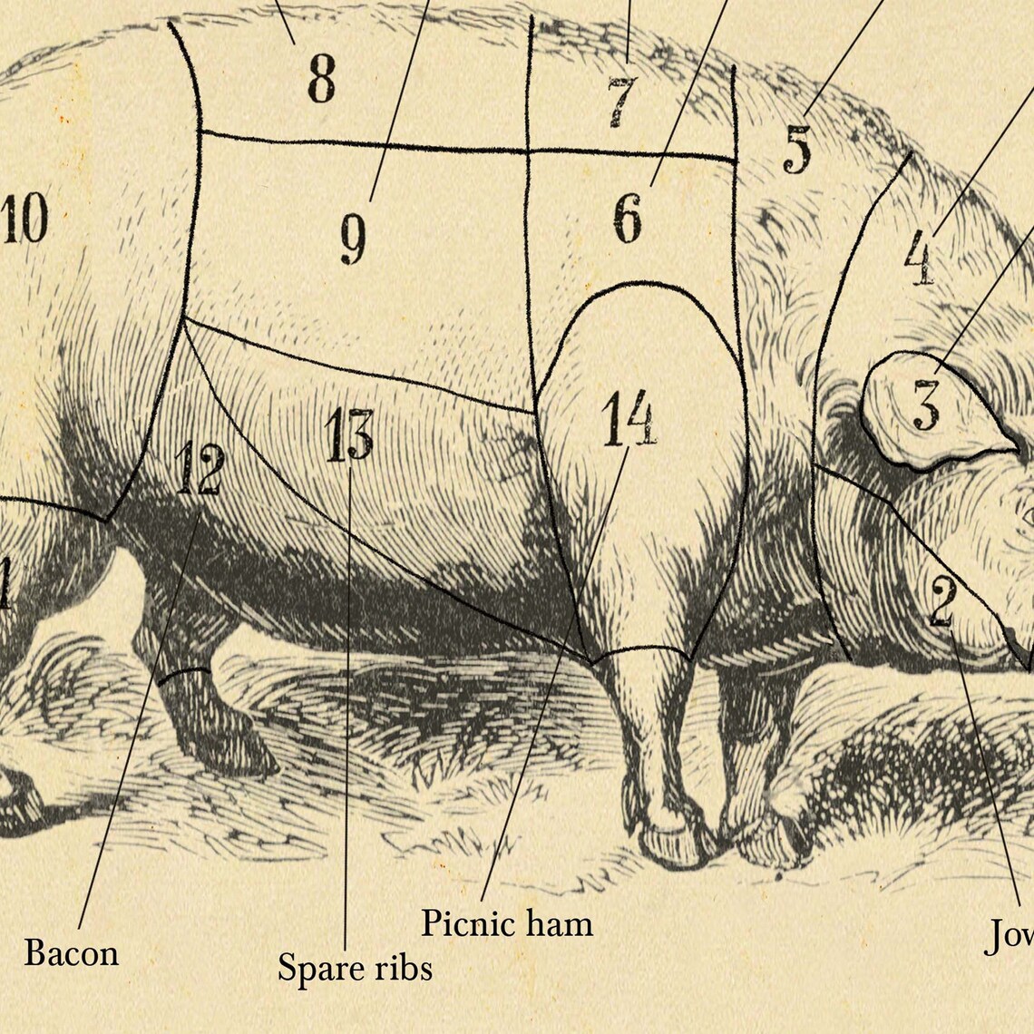 AMERICAN Pork Butcher Chart, Cuts of Meat, Etching Style Print, Farm ...