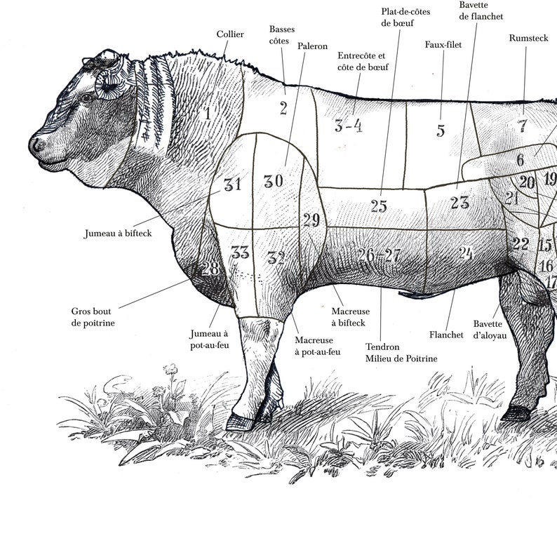 FRENCH Beef Cuts Print – Vintage Butcher Cuts Poster, All Sizes ...