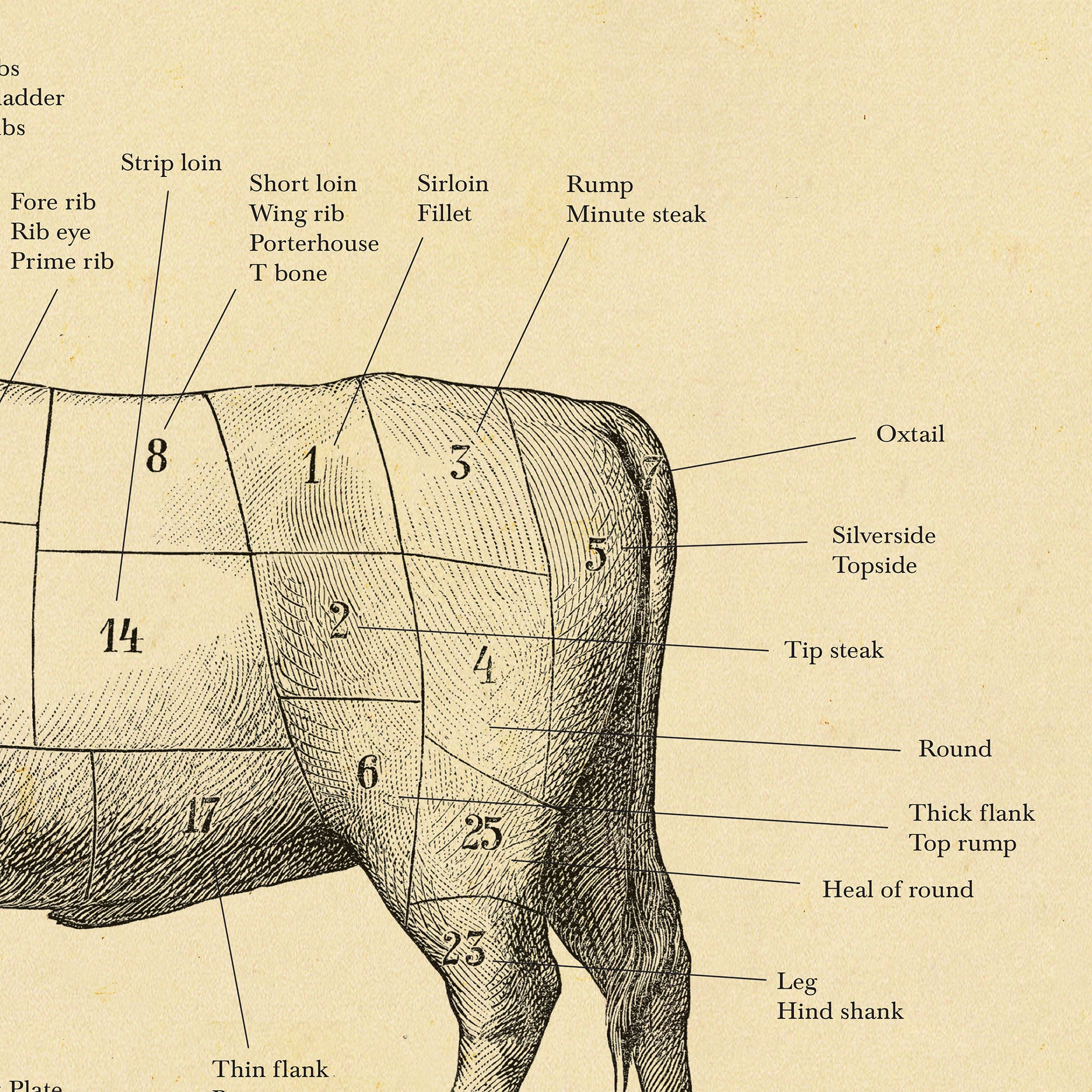 BRITISH Beef Cut Cow Print Butcher Chart Vintage Etching - Etsy UK