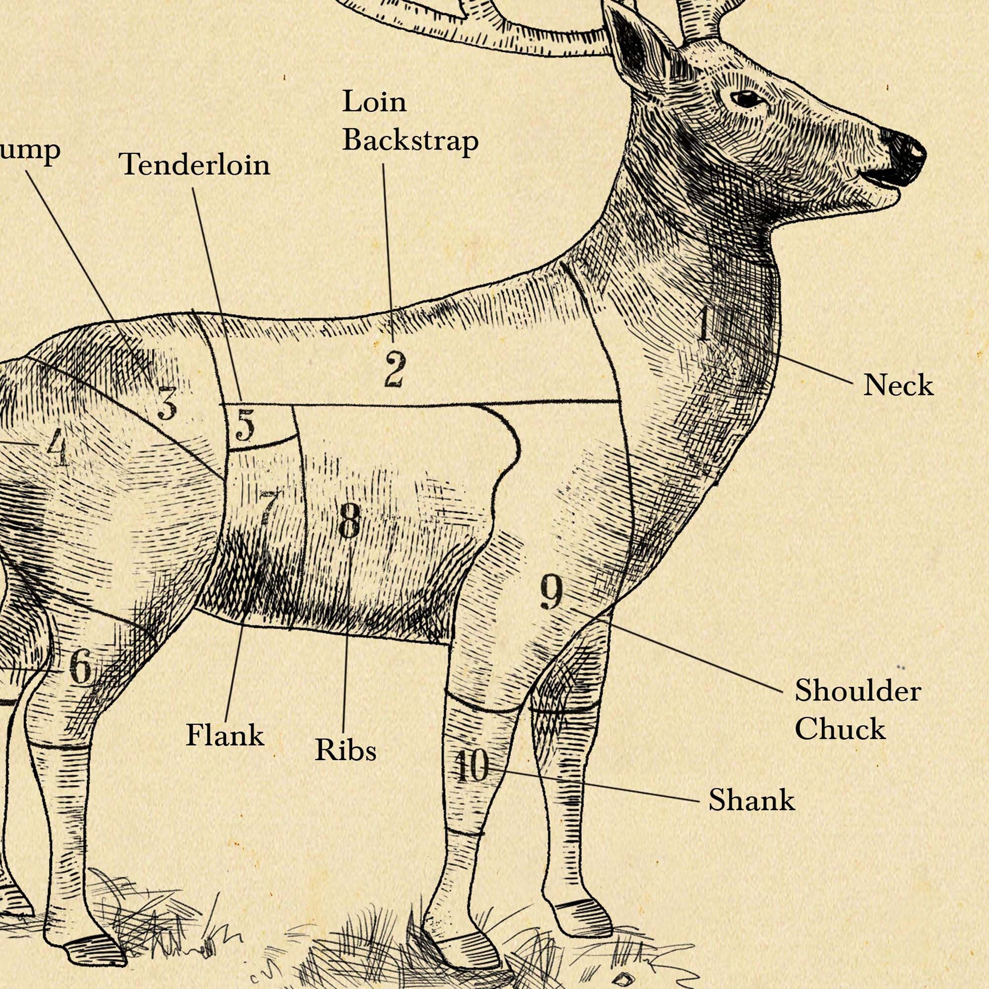 AMERICAN Venison Butcher Chart Cuts of Meat Etching Style | Etsy UK