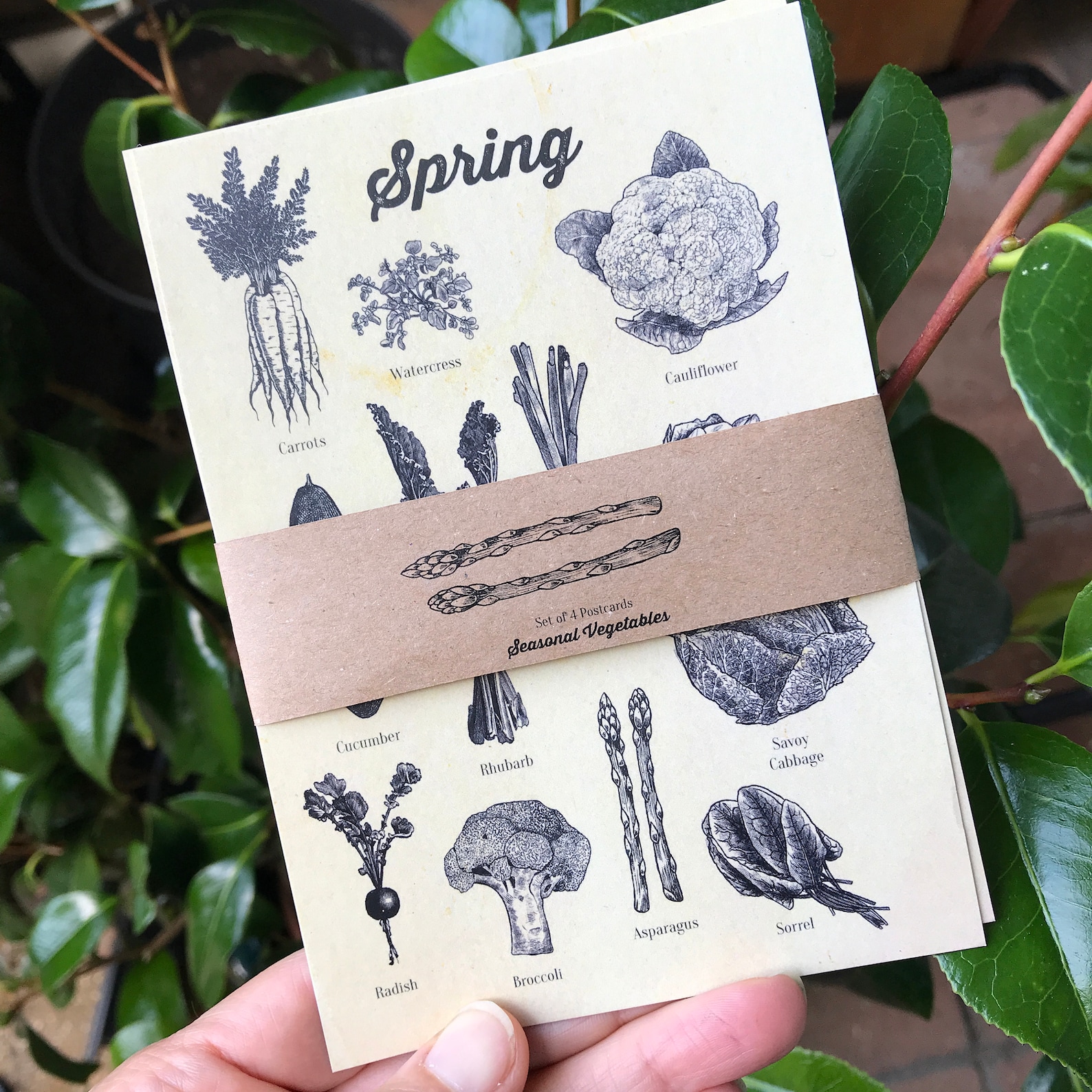 Seasonal Vegetables Chart POSTCARDS Set of 4 A6 Etchings | Etsy