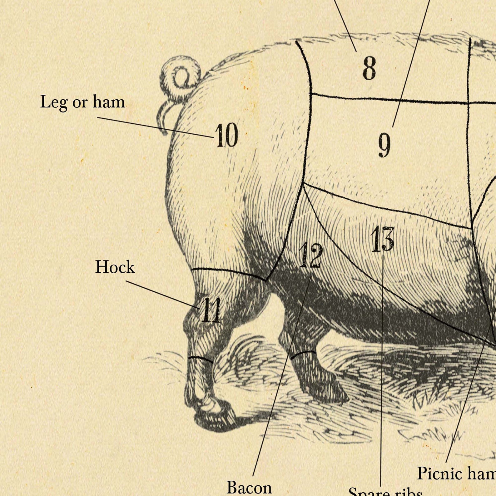 AMERICAN Pork Butcher Chart, Cuts of Meat, Etching Style Print, Farm ...