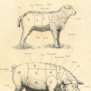 AMERICAN Meat Cuts Chart, Butcher Cuts Print, All Sizes, Vintage ...