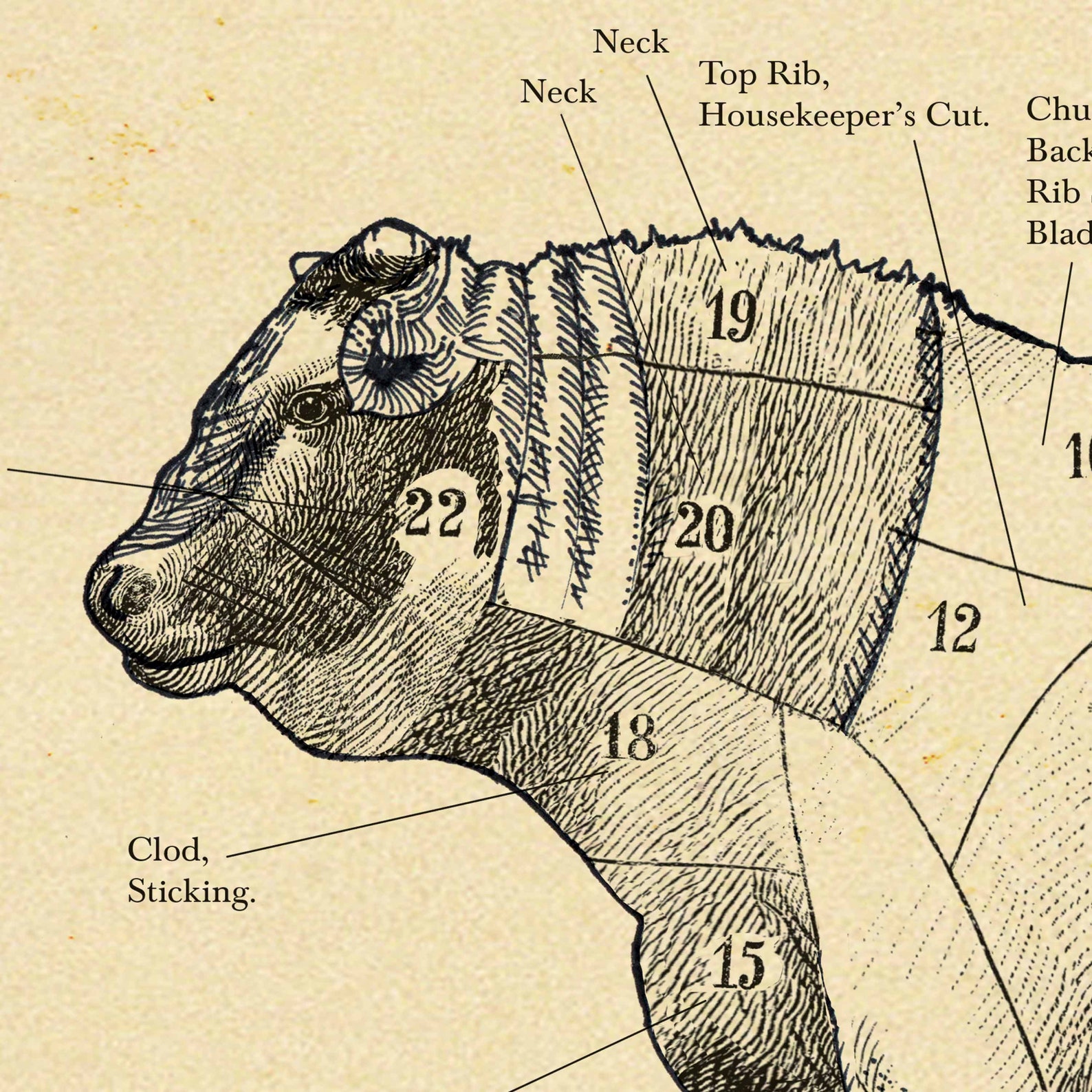IRISH Beef Cut Print Butcher Chart Poster Etching Style - Etsy