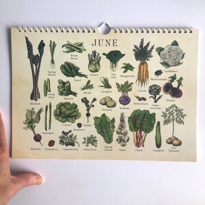 UK Seasonal Calendar, A4 (dateless) Fruit and Vegetable Wall Calendar ...