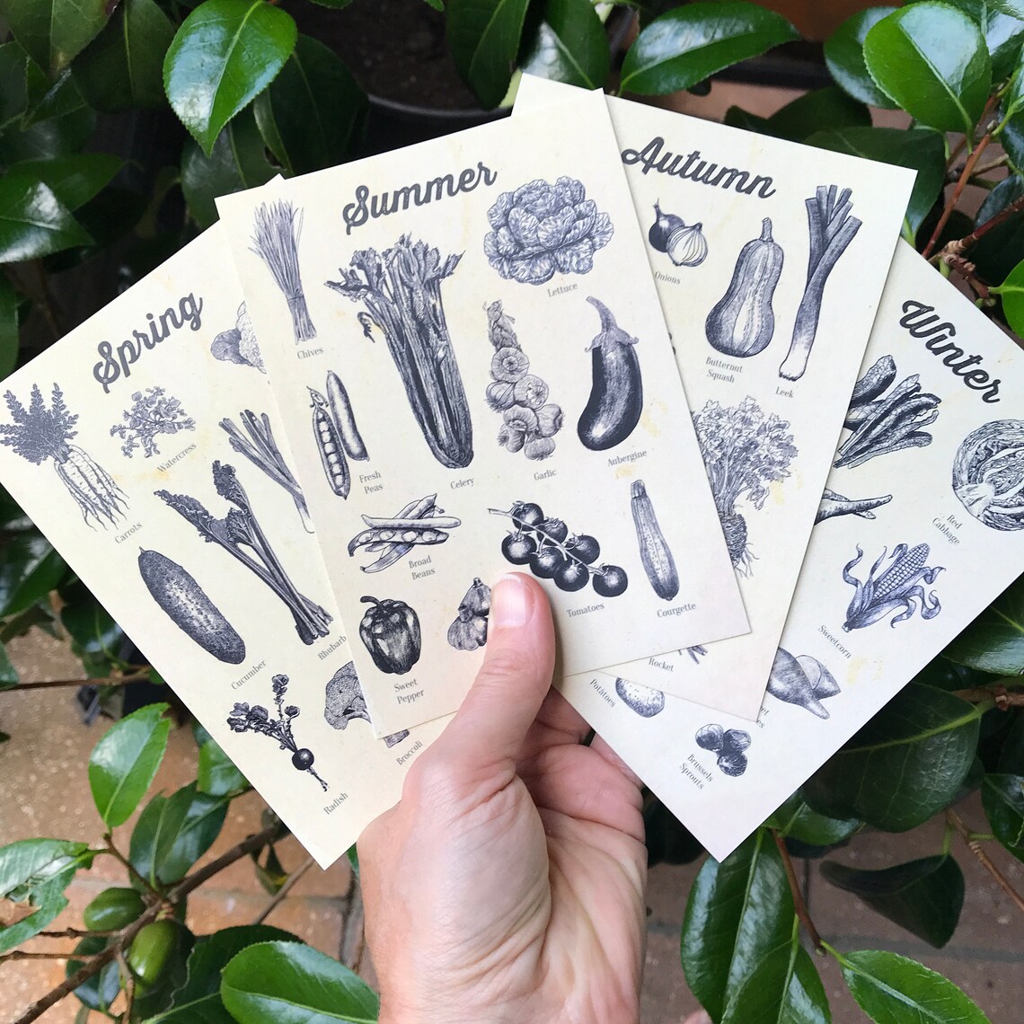 Seasonal Vegetables Chart POSTCARDS Set of 4 A6 Etchings | Etsy