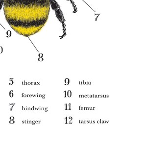 Bee Print, Bee Poster, Bee Chart, Anatomy, Nature, for Kitchen, Unique ...