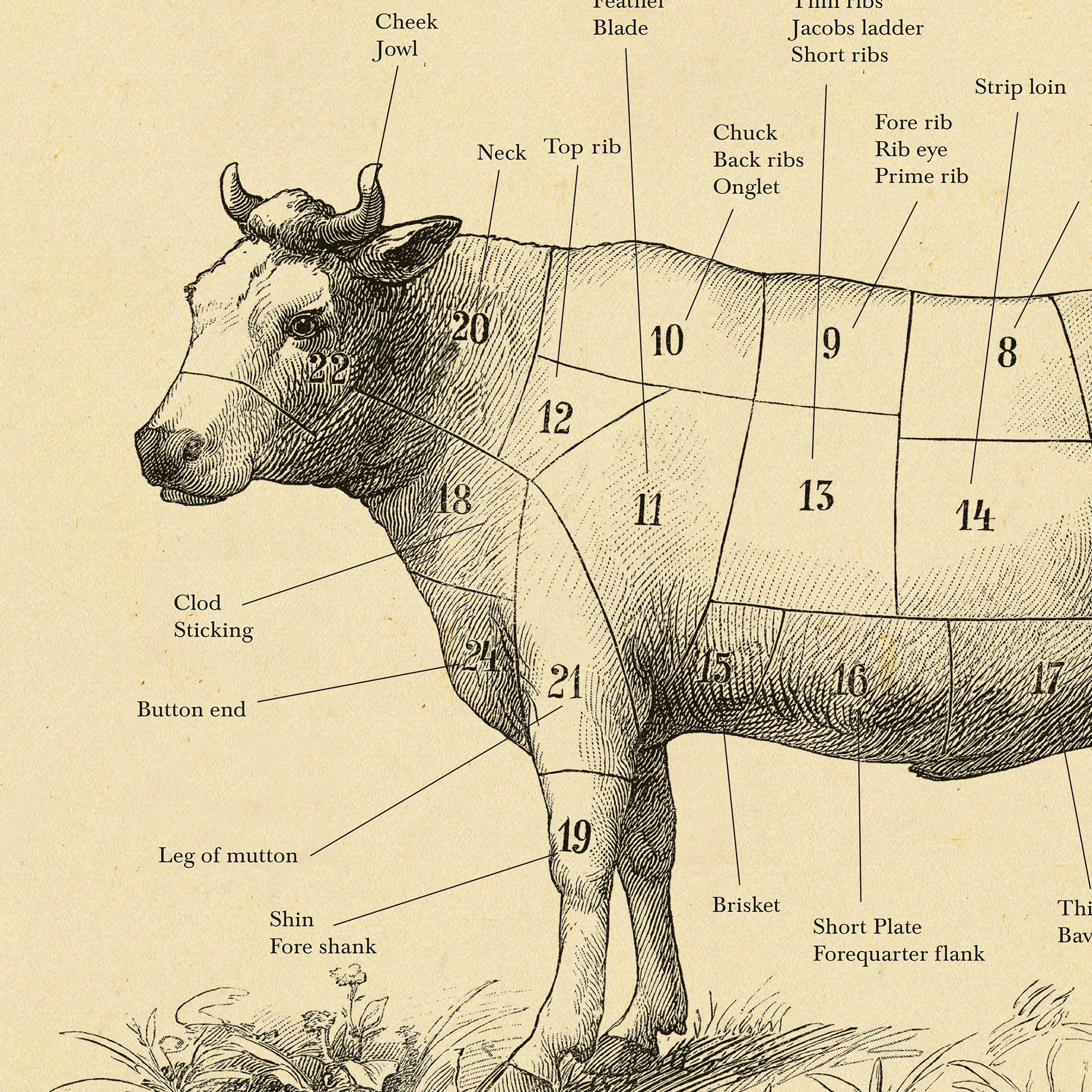 BRITISH Beef Cut Cow Print Butcher Chart Vintage Etching - Etsy UK